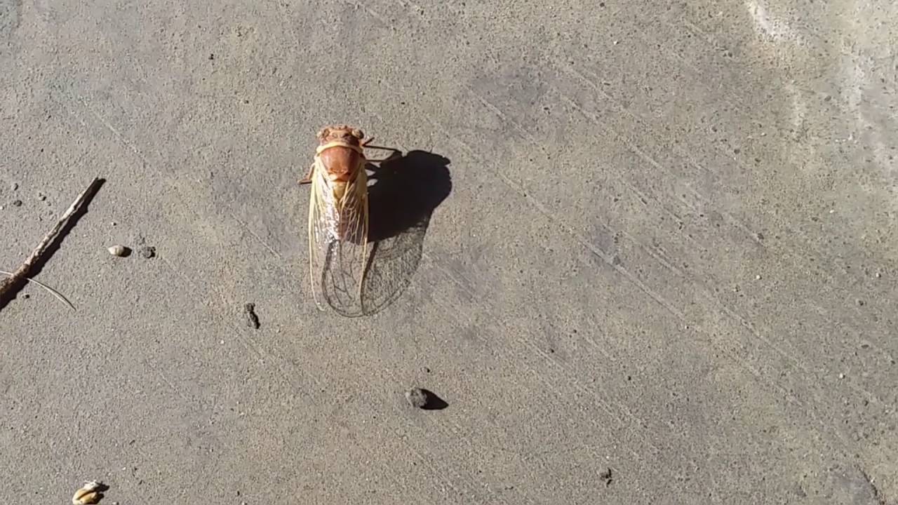 What Is Making That Loud Electric Sound Meet The Cicada Cicadidae Bug ...