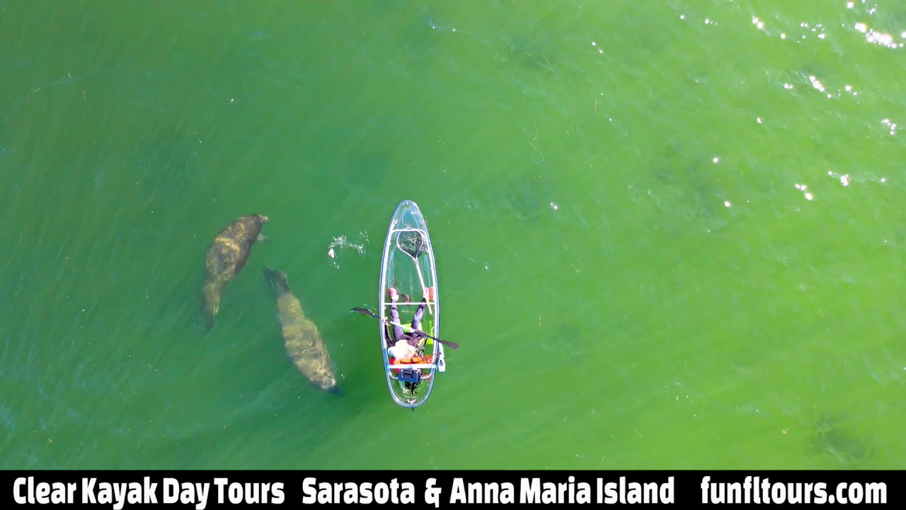 Manatee sarasota clear kayak tour florida - YouTube
