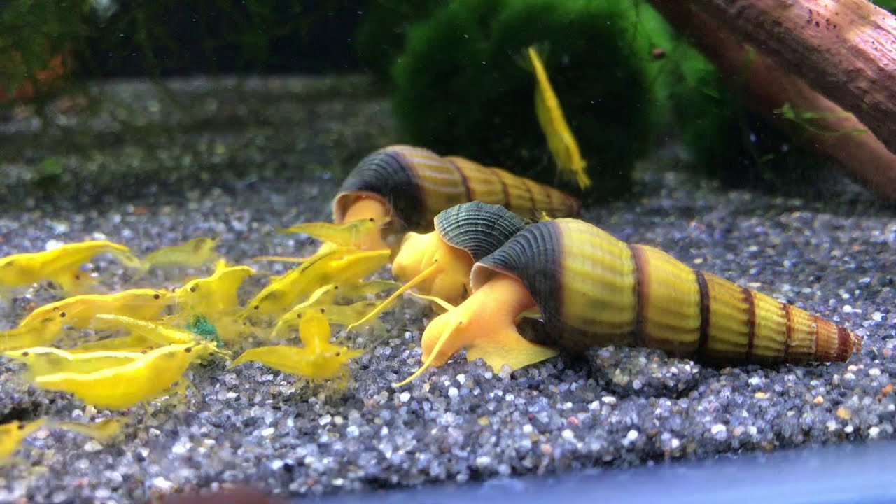 Golden Rabbit Snails in shrimp tank. Please subscribe - YouTube