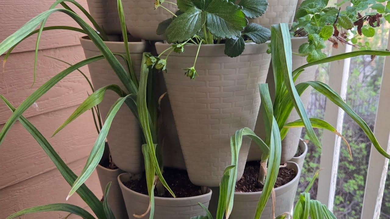 Strawberries & Garlic in the Greenstalk?! - YouTube