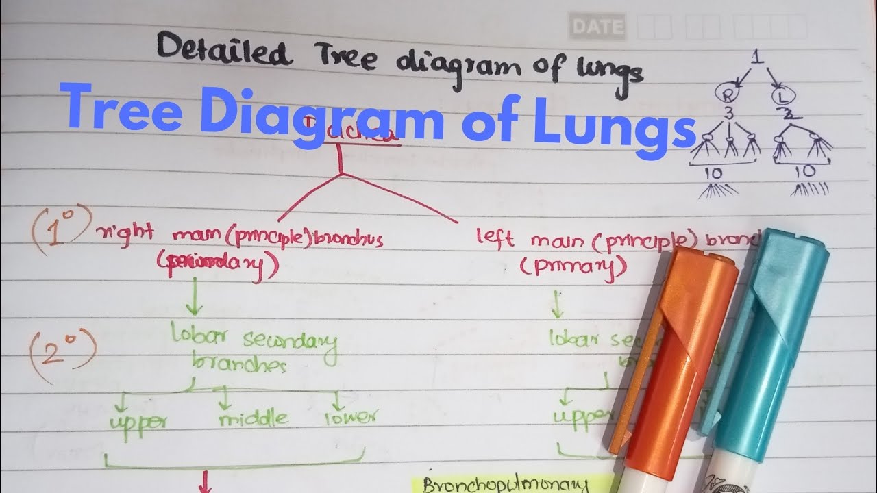 Bronchial Tree | Respiratory Pathway | Lungs Anatomy | Tree diagram of ...