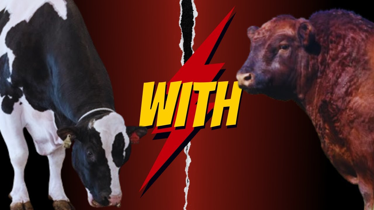 "Holstein x Red Angus: The Game-Changing Crossbreed for Milk and Meat ...