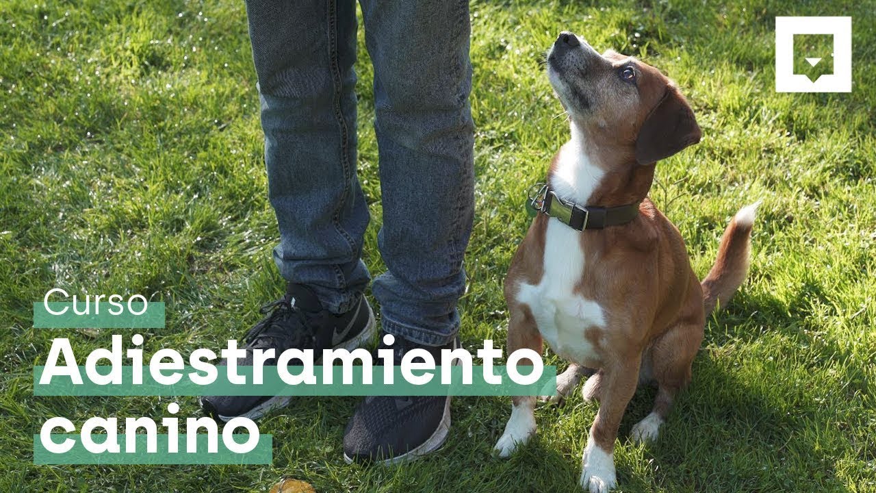 Curso de Nubika: Adiestramiento Canino - YouTube