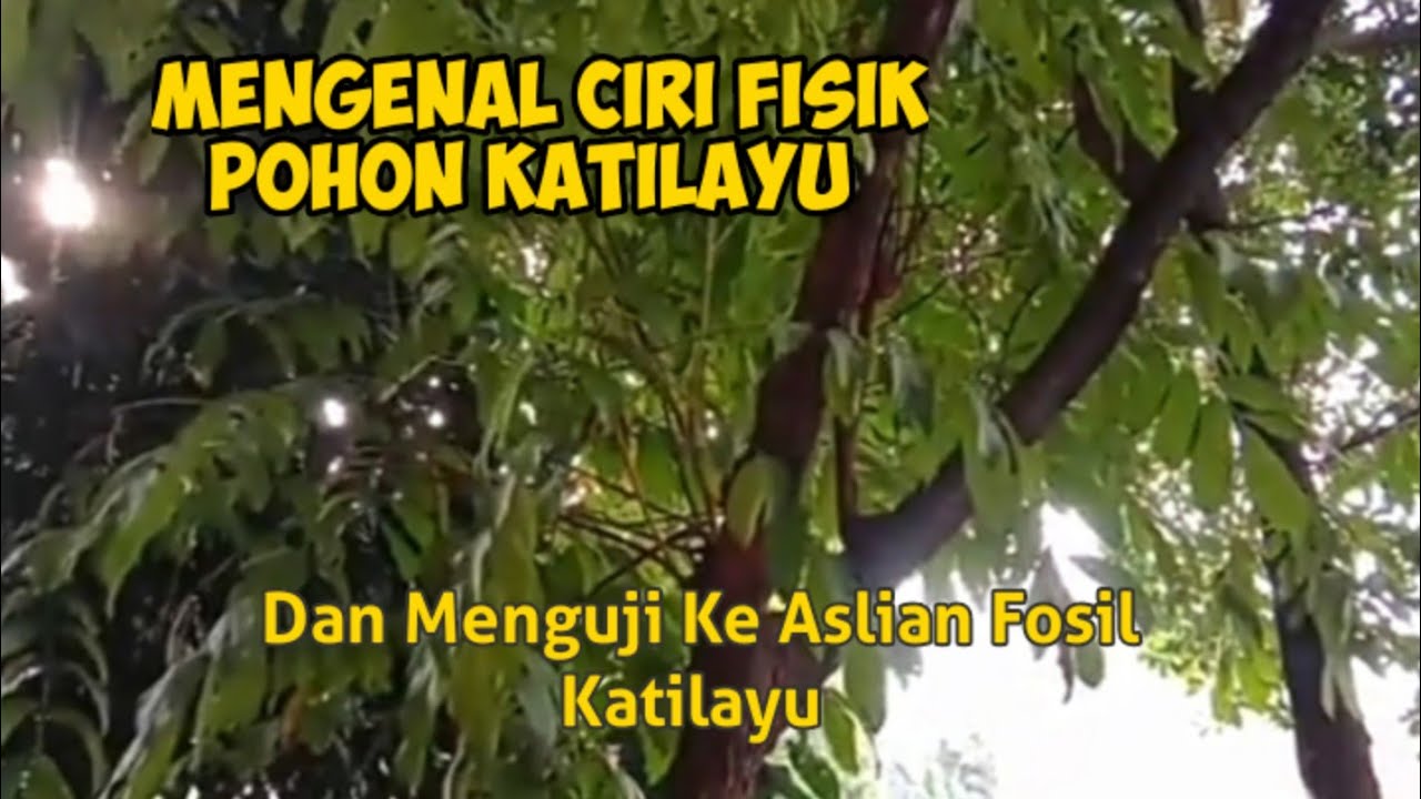 Mengenal Pohon Katilayu Dan Menemukan getah cair katilayu/ Batu Getah ...