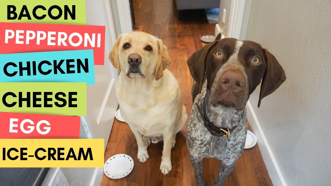 Dog's Walk of Temptation (Ultimate TEST) - YouTube