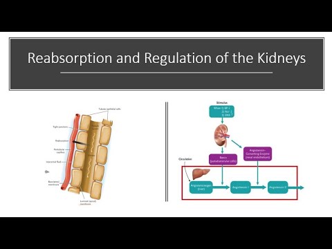 Reabsorption and Regulation of Kidney Function - YouTube