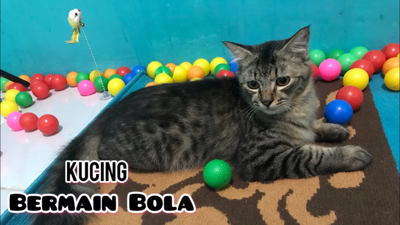 Kucing Bermain Bola, Kucing Lucu Bermain Bola, Anak Kucing Bermain ...