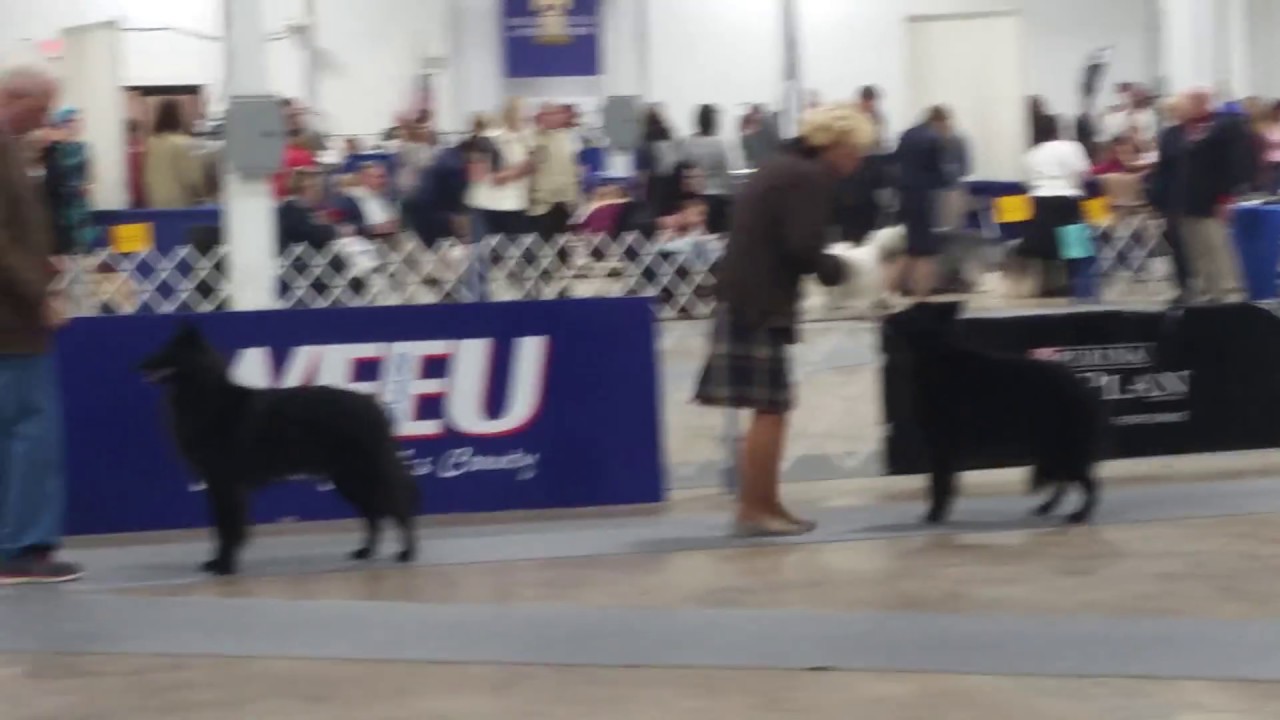 The National Dog Show 2015: Belgian Sheepdogs (Groenendael) - YouTube