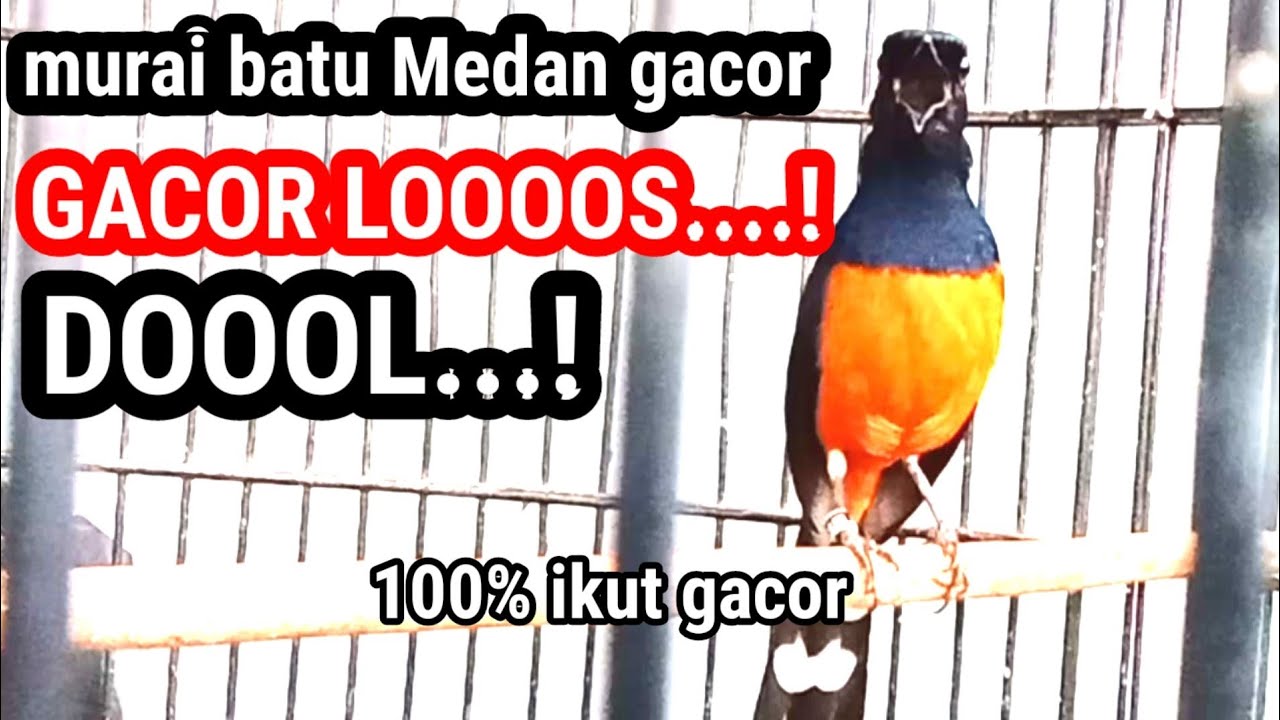 murai batu gacor LOOOS...! suara adem , bikin murai lain ikut gacor ...