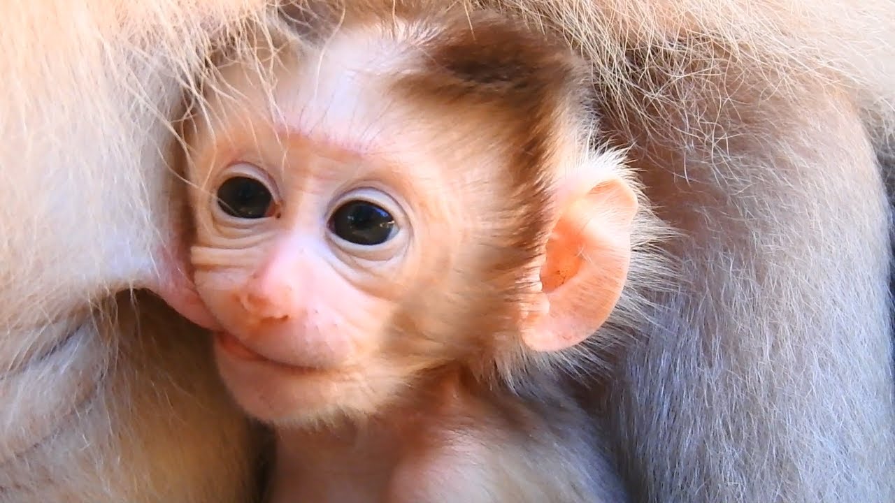 Slim baby Marco need too much milk to get healthy | Baby look so lovely ...