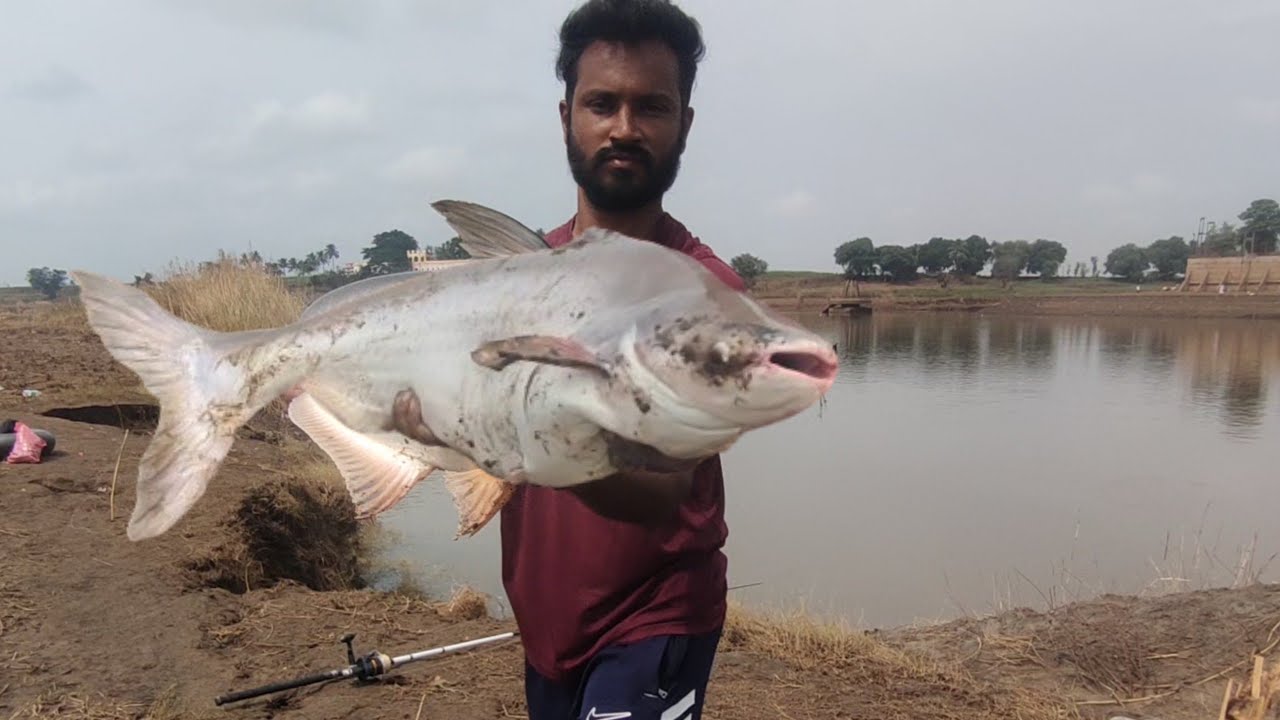 इस चारे का रिझल्ट बोहत फास्ट हैं | Flow Water Fishing | pangas Fish ...