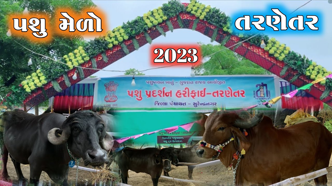 પશુ પ્રદર્શન હરીફાય તરણેતરનો મેળો 2023 | Tarnetar No Melo | Tarnetar ...