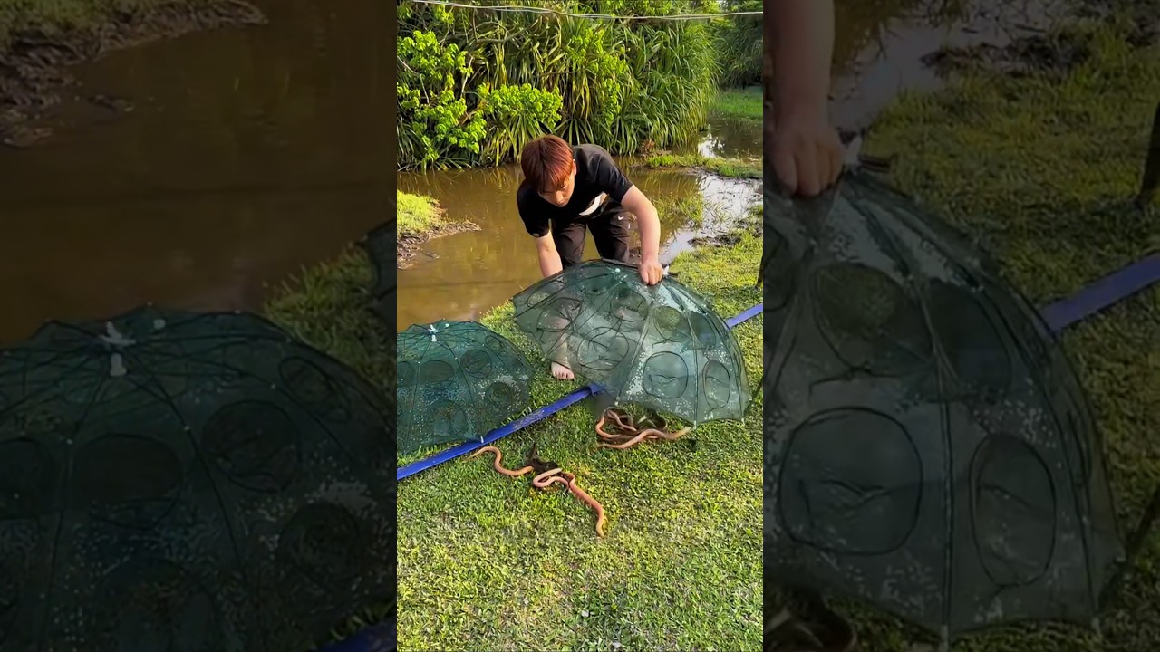 Homemade Bait Balls with Umbrella Net Trap | Eel Fishing Technique ...