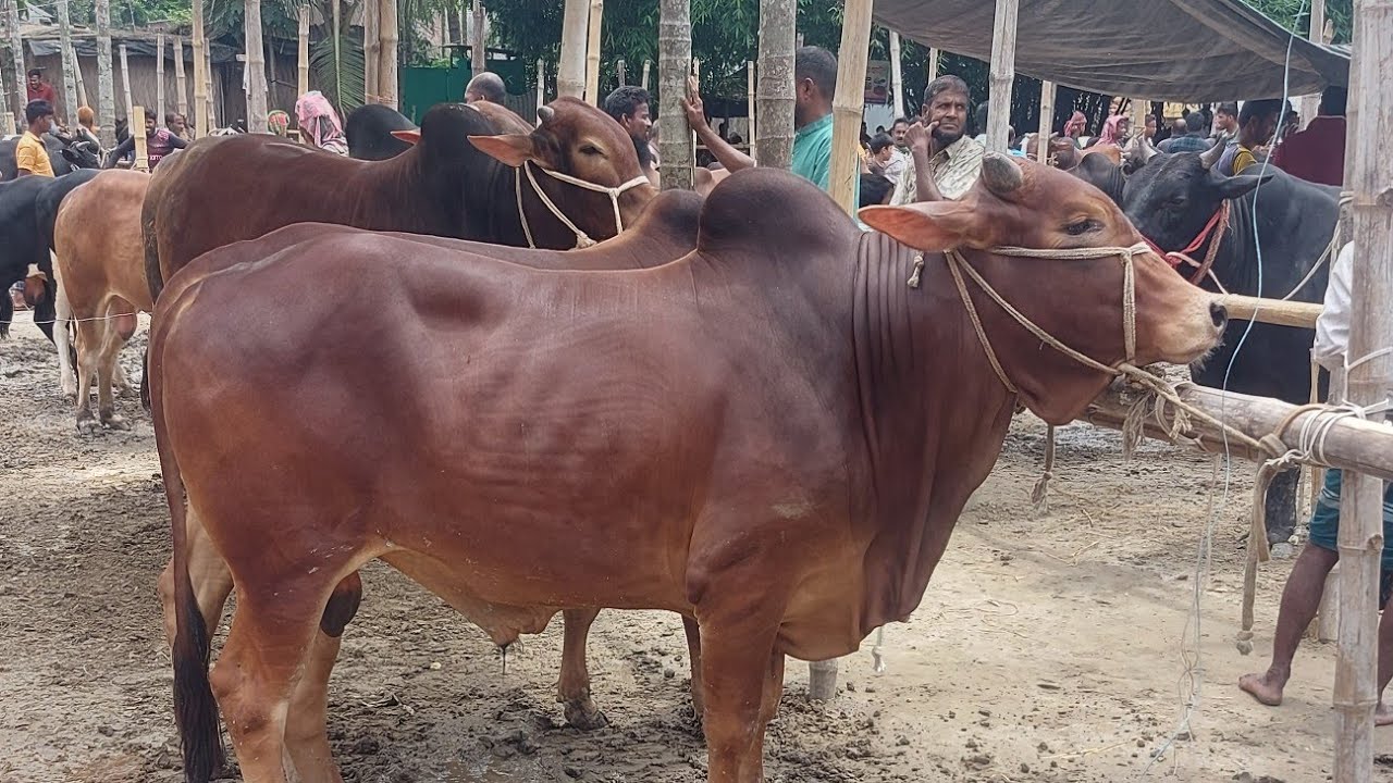 Eid al-Adha Cow Haat 2025 | Qurbani Cow Haat | Eid Ke Masale Cow ...