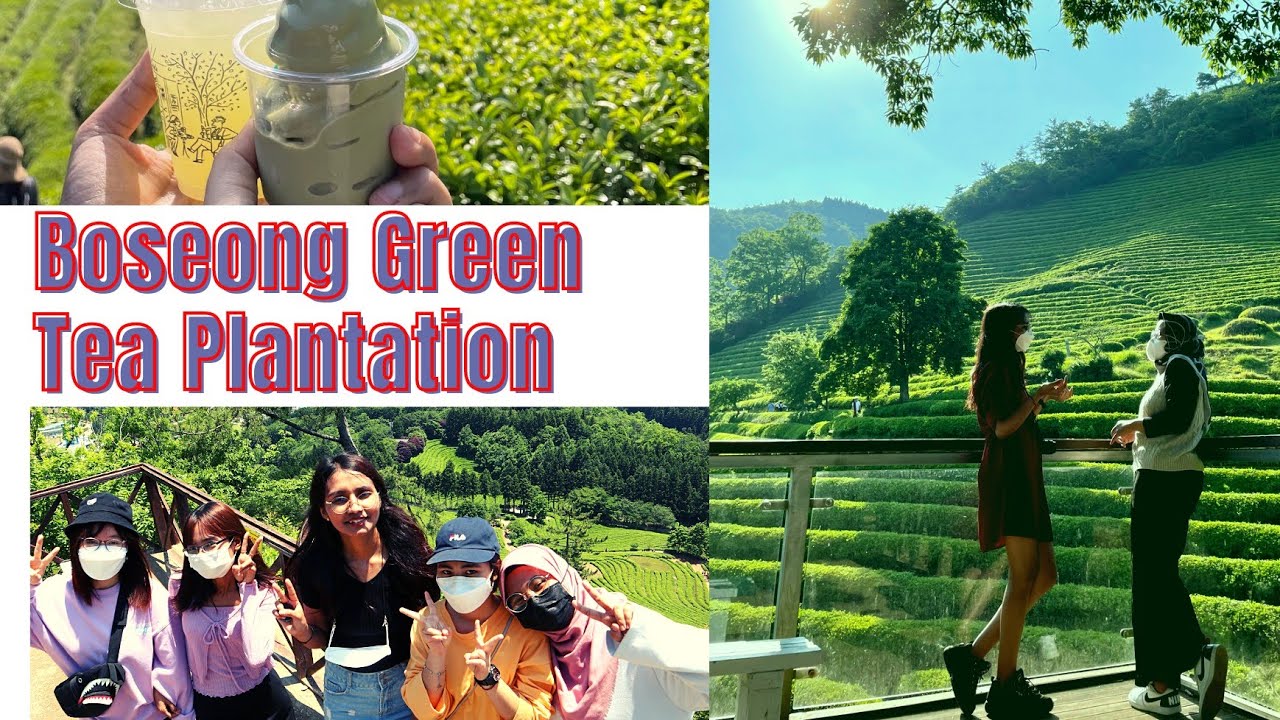 Boseong Green Tea Plantation|보성 녹차 밭||How to go Boseong from Suncheon ...