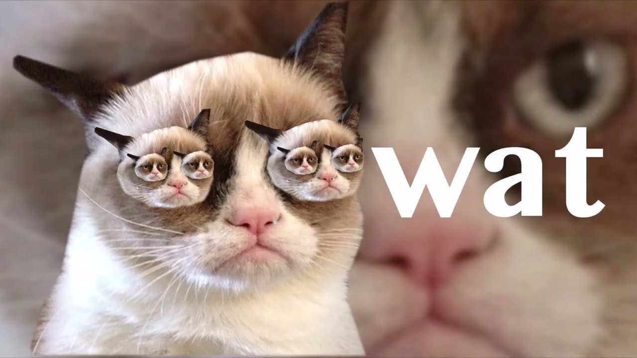 Grumpy Cat Meme Wallpapers with Burmese Cat Hissing And Growling - YouTube