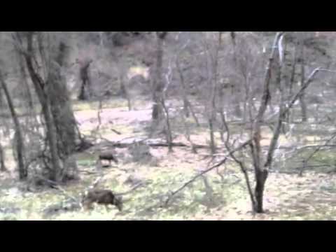 Nice Mule Deer Bucks