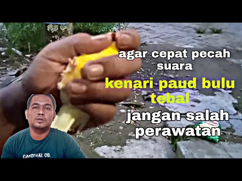 Pakai perawatan ini agar kenari bulu tebal cepat ngriwik dan pecah suara