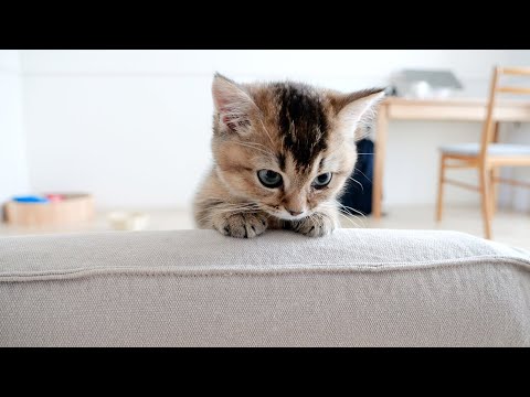 Kitten Kiki was sulking because owner came home late... - YouTube