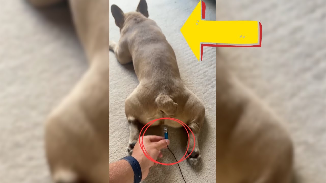 The Reason Why French Bulldog Fart So Much - YouTube