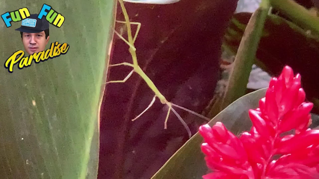 Stunning Stick Insect Proof Of Alien Life (Aka Walking Sticks) - YouTube