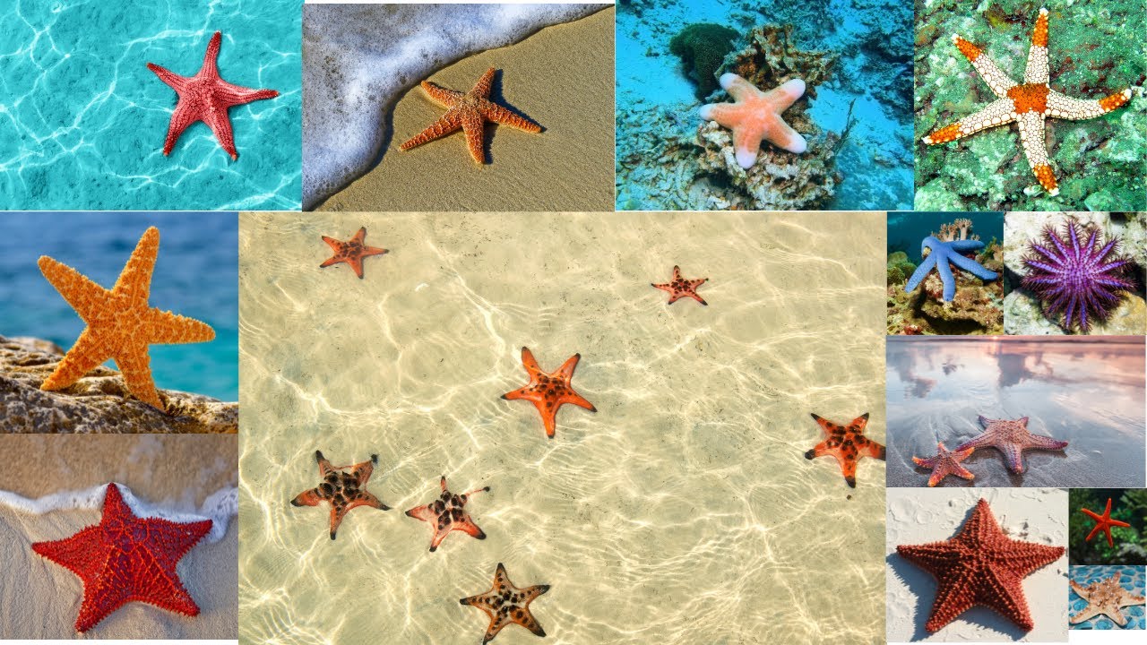 Top 50 Starfish Names | Amazing Sea Stars Around the World - YouTube