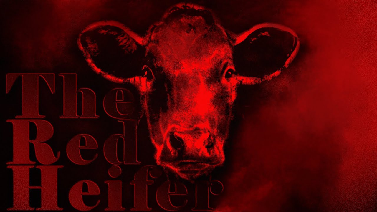 The Red Heifer: An Interfaith Overview - YouTube