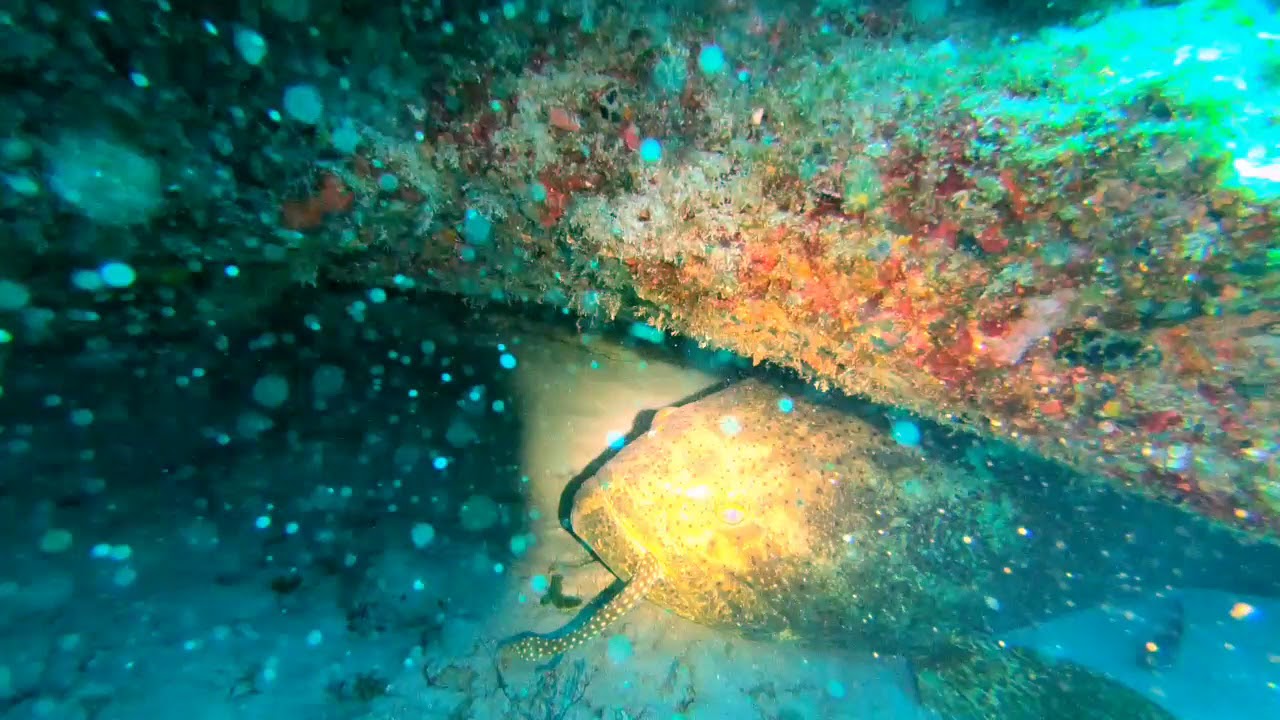Goliath Grouper eats EEL - YouTube