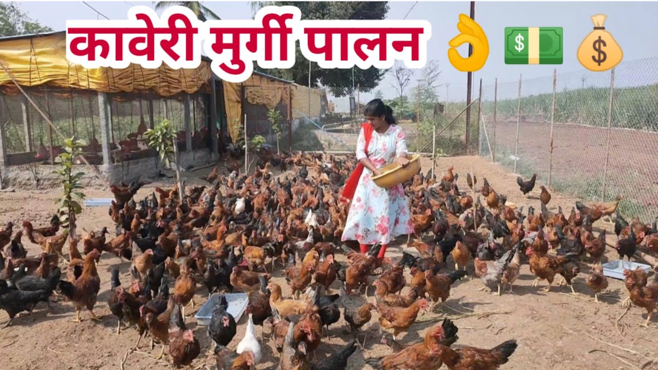 महिला ने किया कावेरी मुर्गी पालन 👌 kaveri Poultry farm profit 💵.. # ...