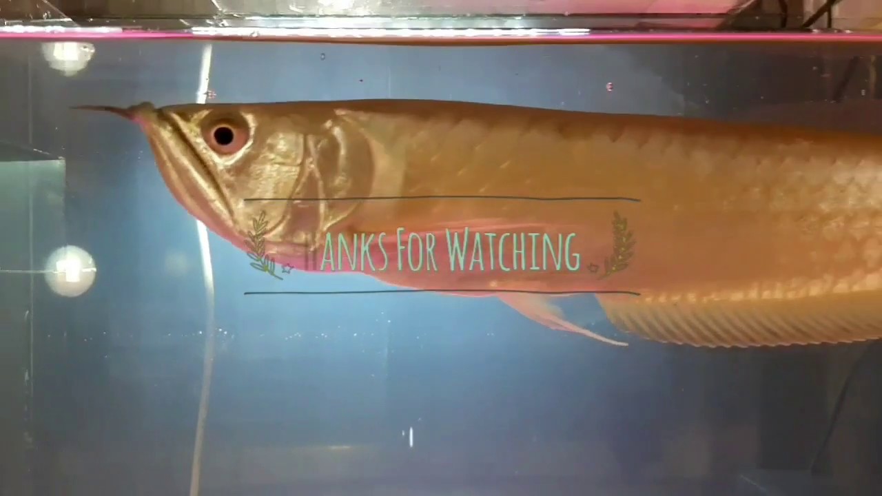 Arwana silver brazil | Size lebih kurang 40 cm - YouTube