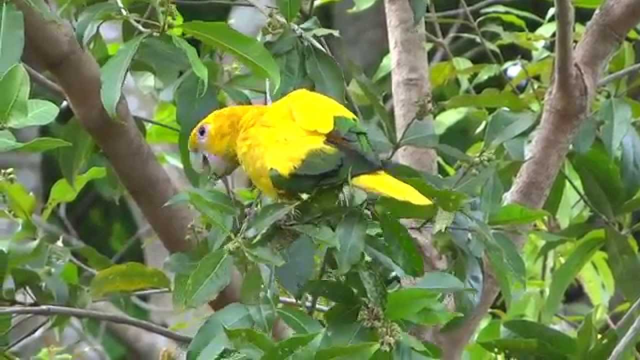 Ararajuba (Guaruba guarouba) - Golden Parakeet - YouTube