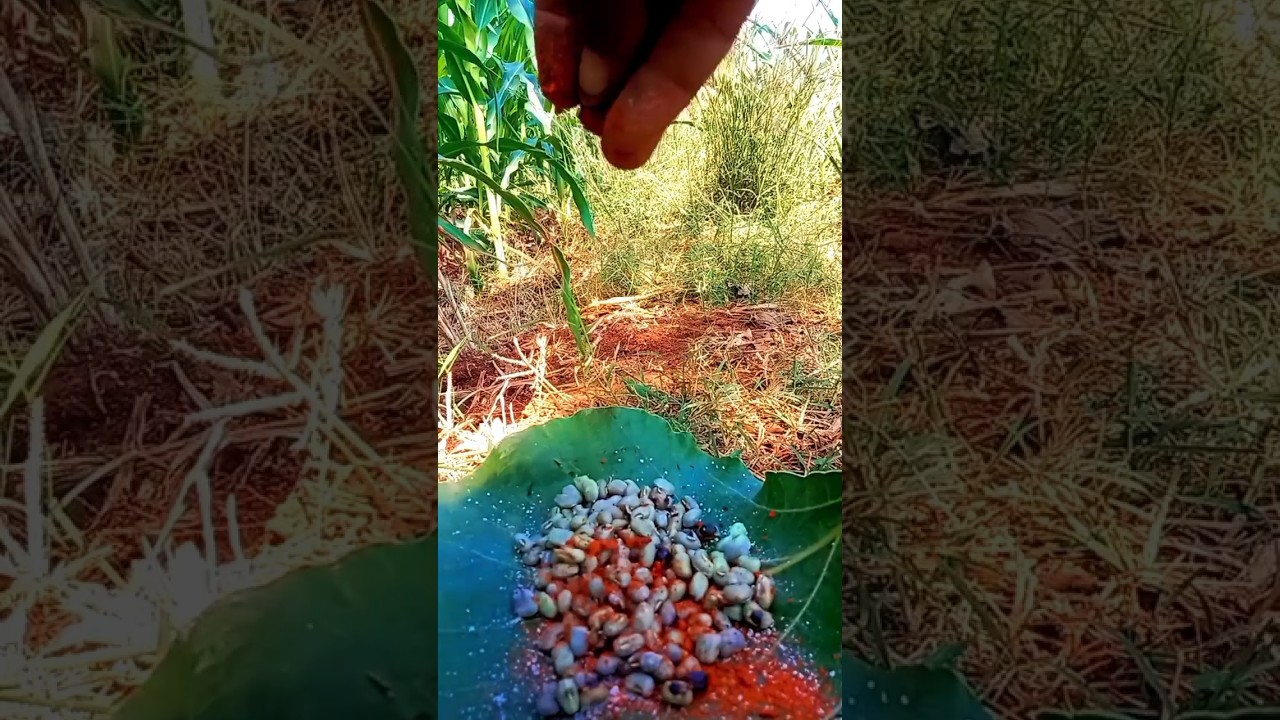 𝔹obari 𝕂𝕒𝕪𝕝𝕒 𝕣𝕖𝕔𝕚𝕡𝕖#food and #Green Beans#shortvideos#trending 😋 - YouTube