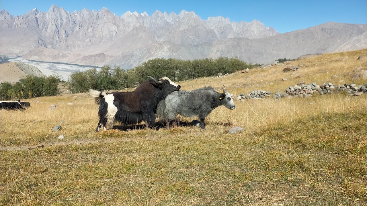 Yak Yakmo Wild Animal Mountain || Gilgit Baltistan Khaplu || پہاڑوں کا ...