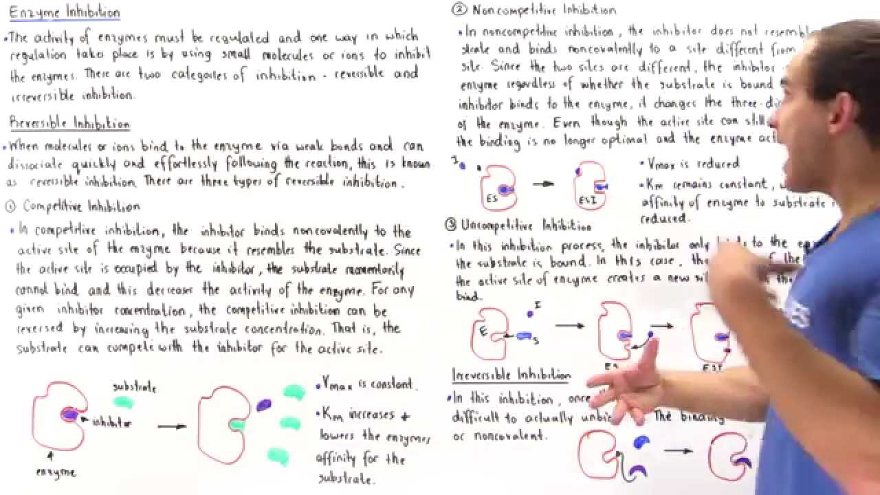 Reversible and Irreversible Enzyme Inhibition - YouTube