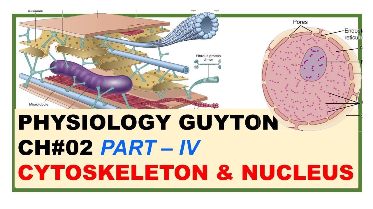 Chp#2(Part-IV) Guyton Physio | Cytoskeleton & Nucleus | Cell & Its ...