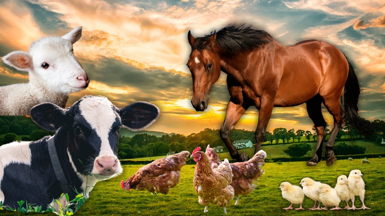Funny Farm Animals Realistic Voice, Horse, Cow, Pig, Chicken, Bunny ...