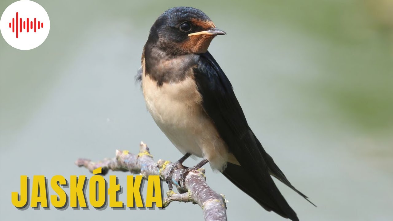 Jaskółka dymówka. Odgłosy jaskółki. Dźwięki Jaskółki.Jak robi jaskółka ...