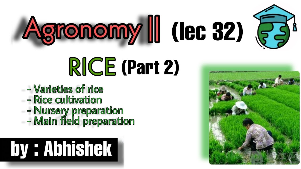 Rice varieties, cultivation, nursery lec 32 • Go For Agriculture ...