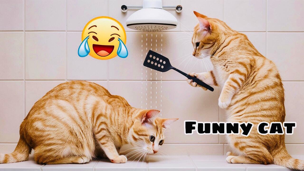 baby cats - cute and funny cat videos compilation #8 ! cute animals ...