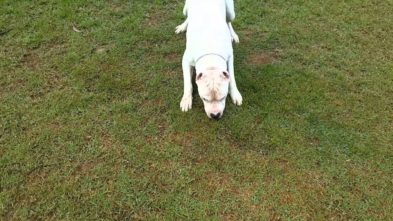 Diego the Dogo Argentino - YouTube