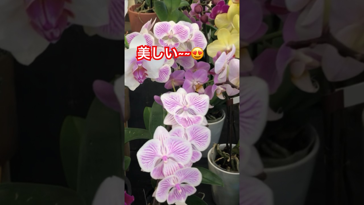 蘭 | RAN | ORCHIDS - YouTube