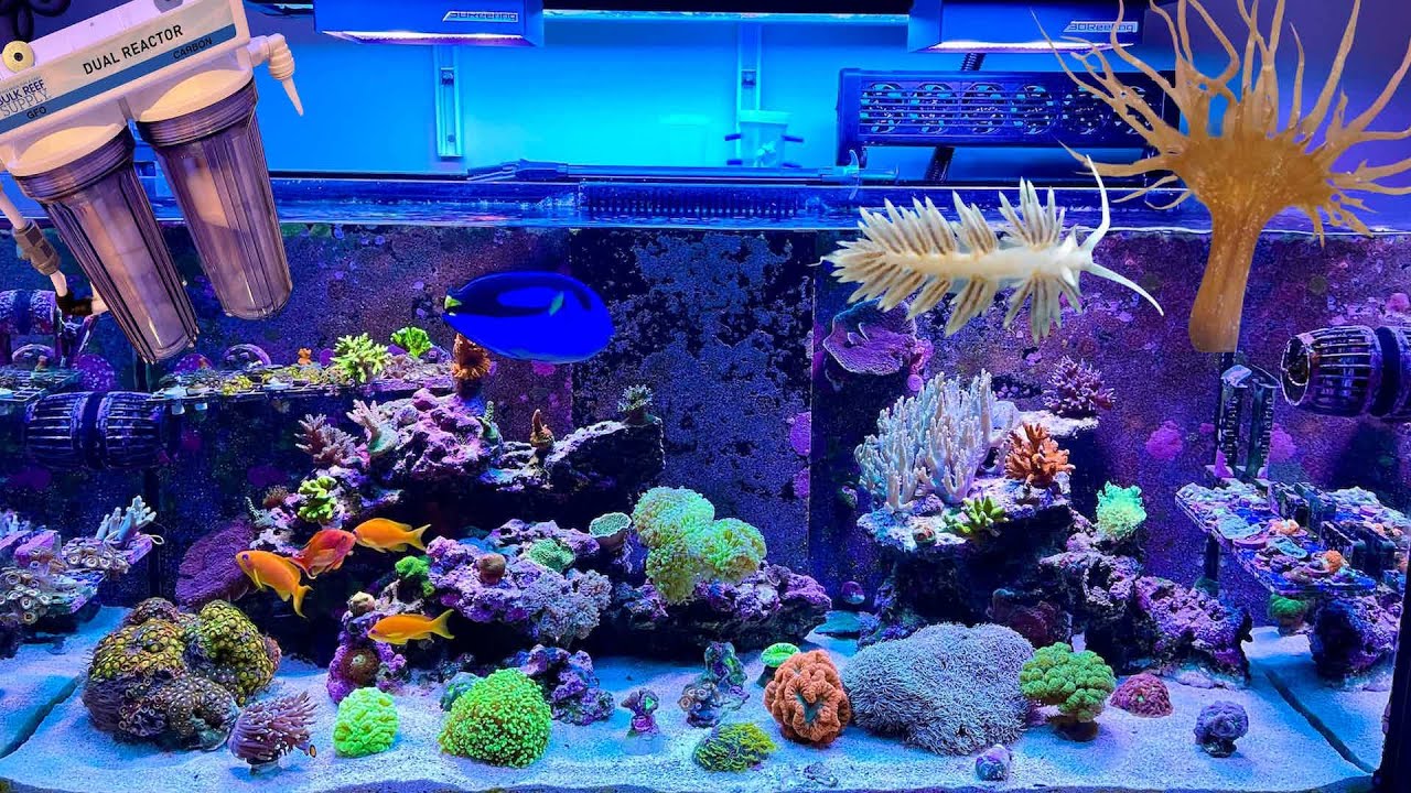 Reef Tank Update Aiptasia Control with Berghia Nudibranch/Battling High ...