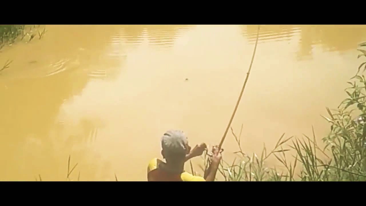 Mancing ikan gabus/bado strek truss - YouTube