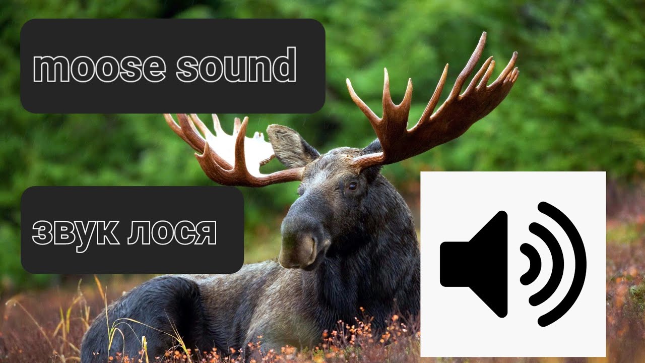moose sound,звук лося - YouTube