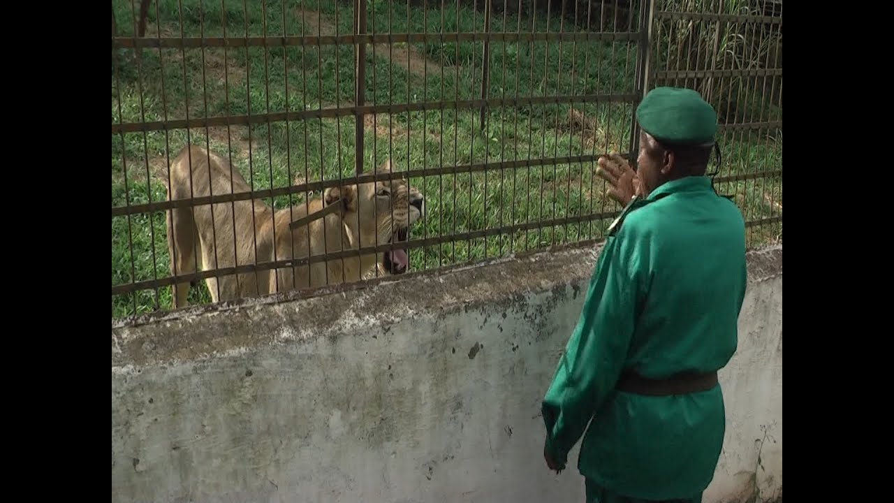 PARC ZOO BOTANIQUE DE MVOG BETSI (CAMEROUN) - YouTube