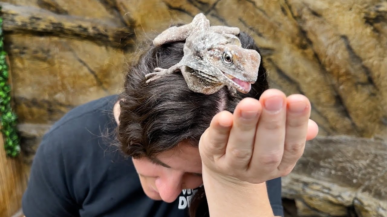 Watch Me Feed This Frilled Dragon - On My Head! - YouTube