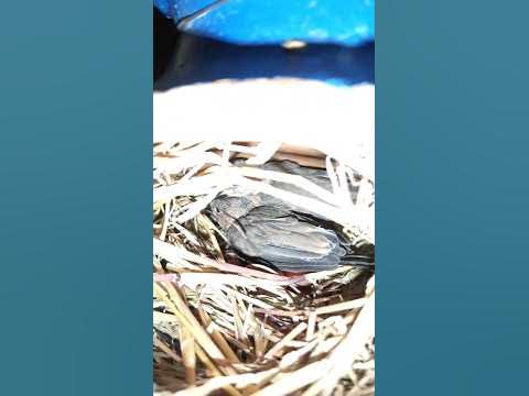 Java sparrow chicks😍🐣 - YouTube