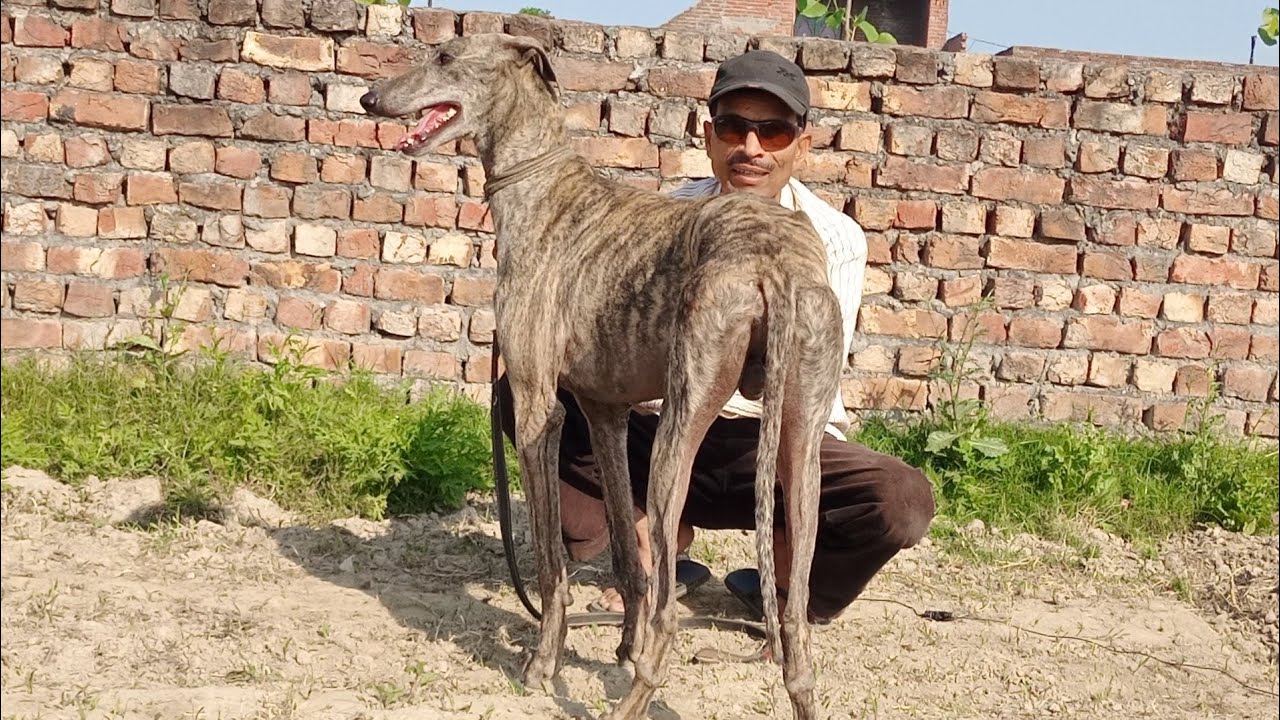 rampur hound dogs ki pehchan 🧐 - YouTube