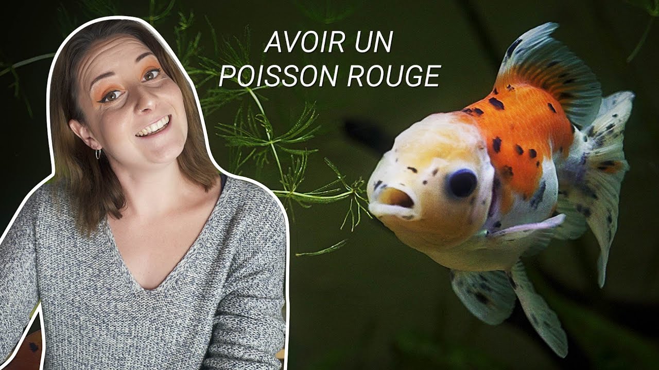Le guide du débutant pour avoir un Poisson Rouge + Unboxing de commande ...