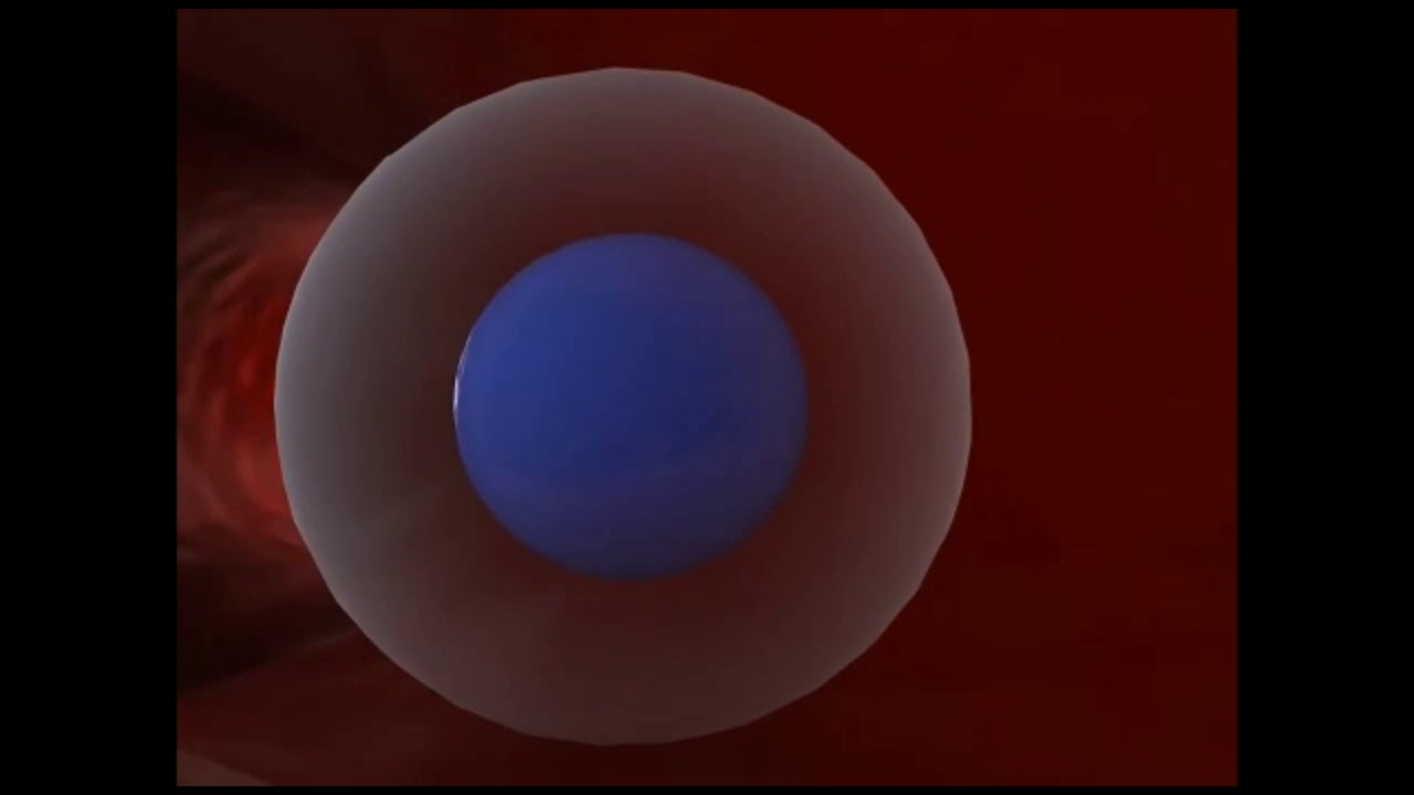 Pertumbuhan dan Perkembangan Manusia Fase Embrionik 3D Version - YouTube